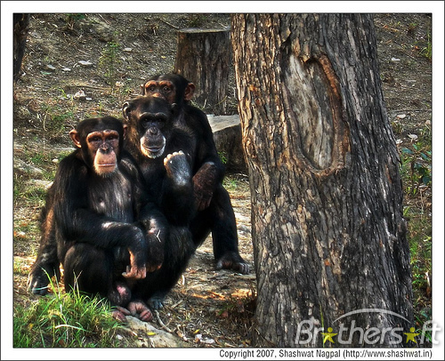 🔥 [50+] Free Monkey Screensavers and Wallpapers | WallpaperSafari