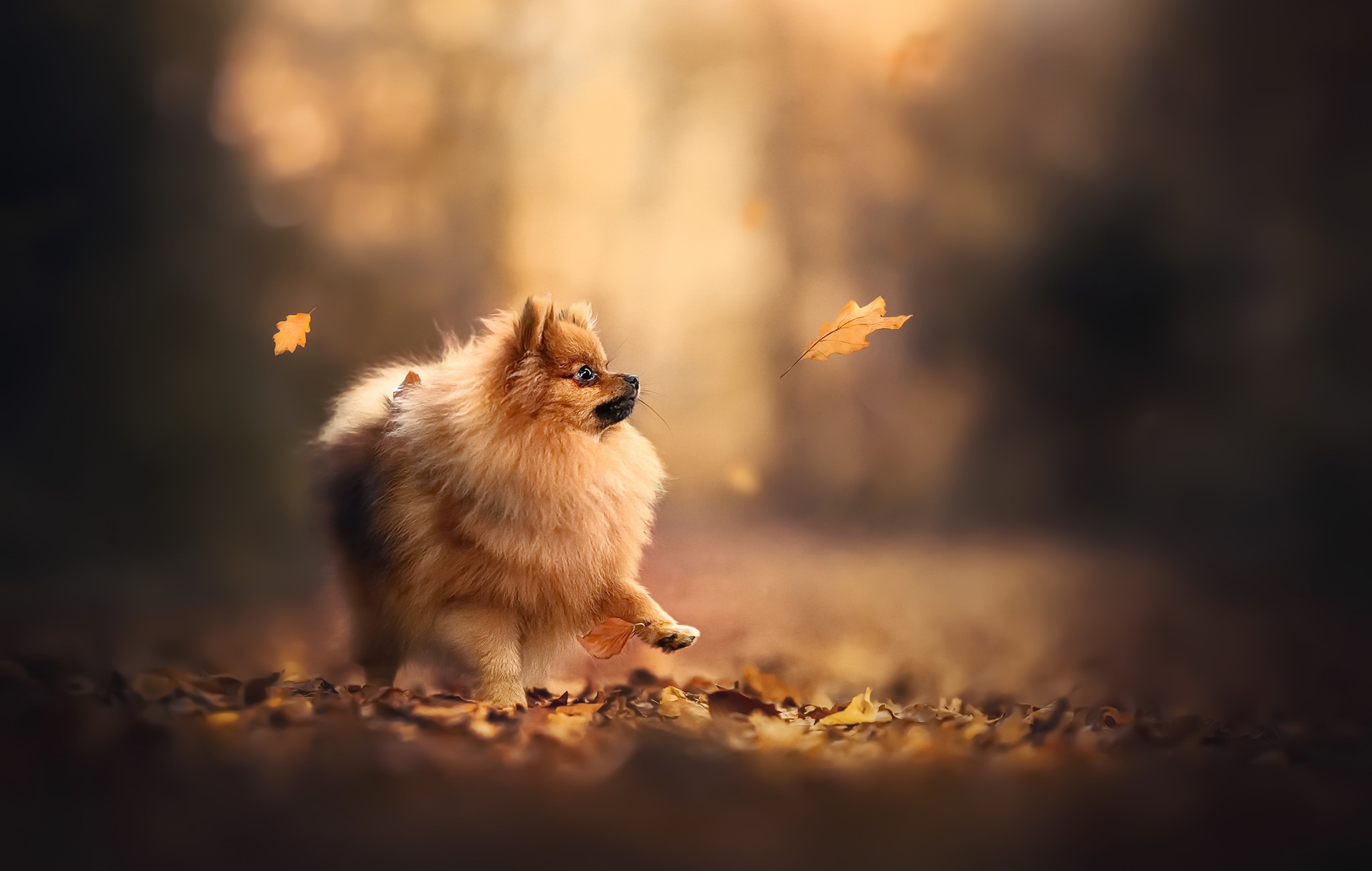 🔥 Free Download Depth Of Field Dog Animal Pomeranian Hd Wallpaper by ...