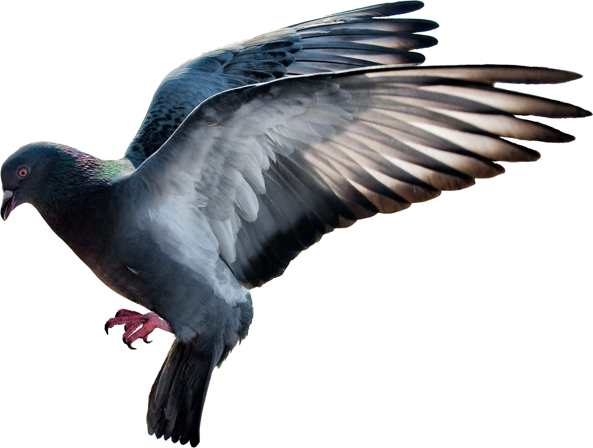 🔥 Free Download Igeon Pigeon With Transparent Background Png Image by ...