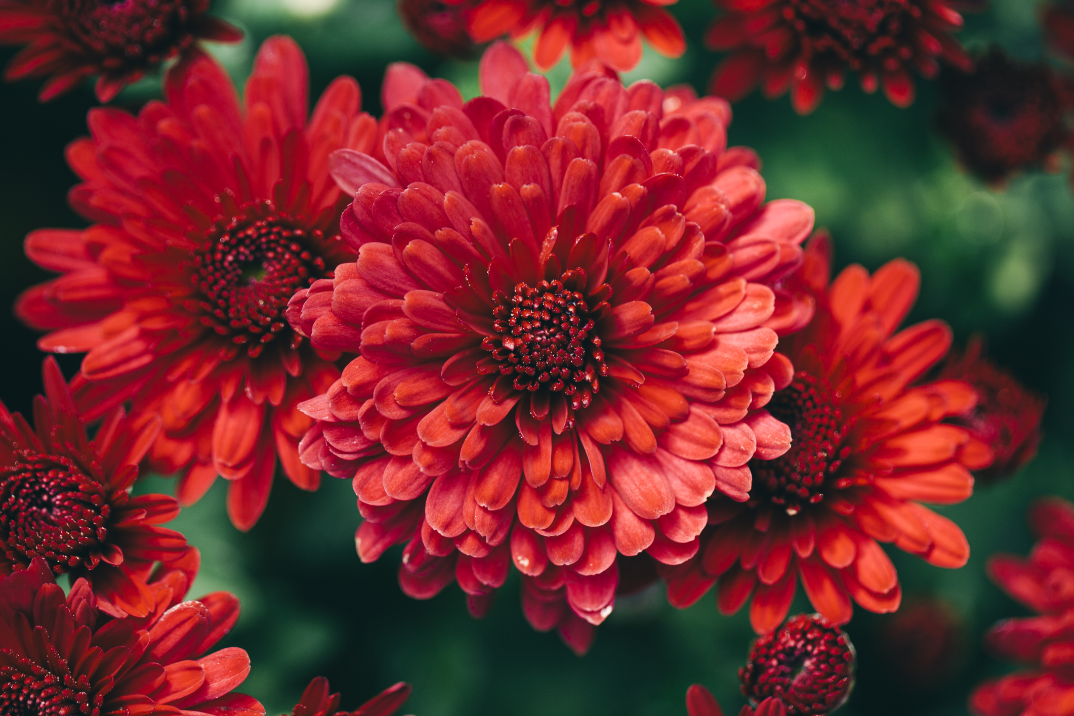 Beautiful Fall Flowers Wallpaper WallpaperSafari