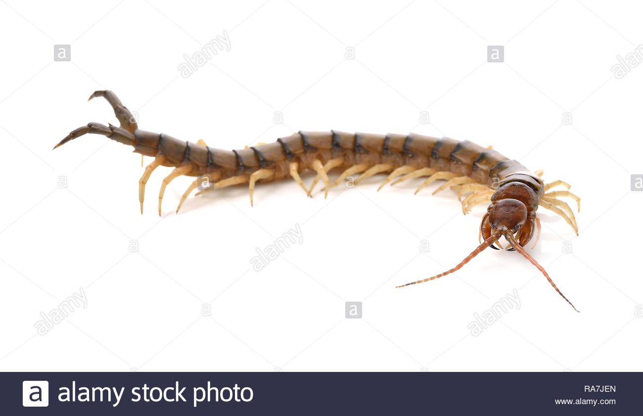 Free download centipede on white background Stock Photo 229662234 Alamy ...