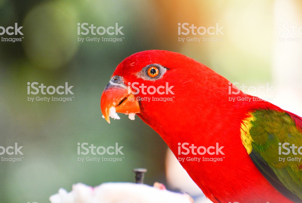 🔥 [43+] Lory Background | WallpaperSafari