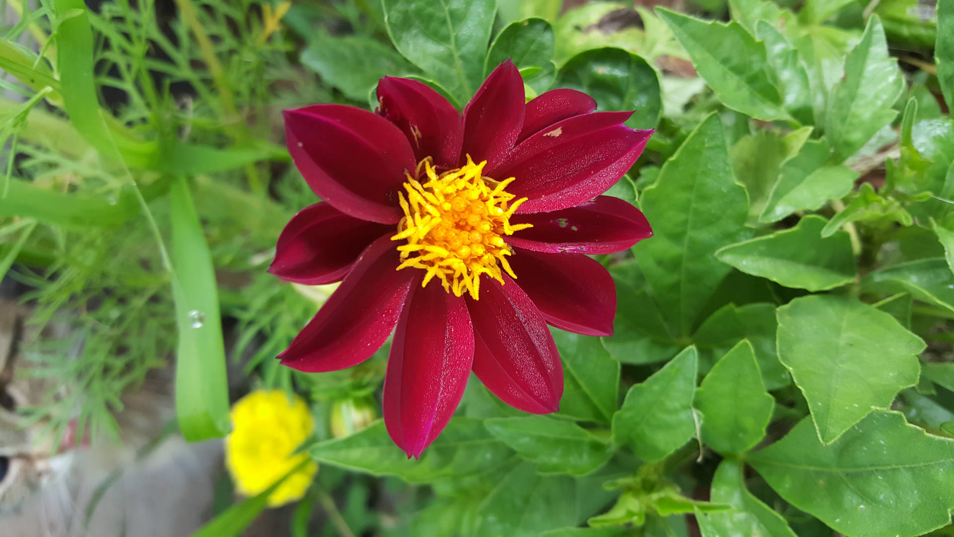 🔥 [20+] Flowers 4k Wallpapers | WallpaperSafari