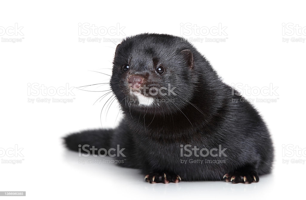 🔥 [26+] Mink Background | WallpaperSafari