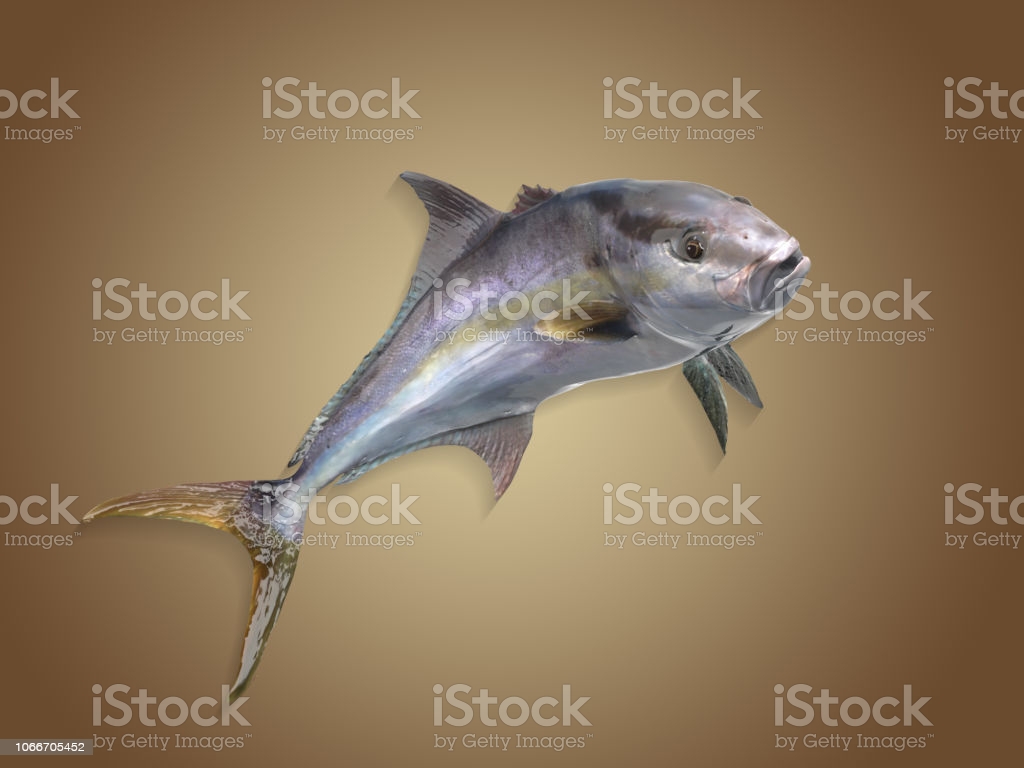 🔥 [32+] Amberjack Background | WallpaperSafari