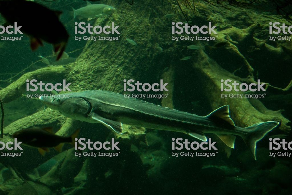 [33+] Sturgeon Wallpapers | WallpaperSafari