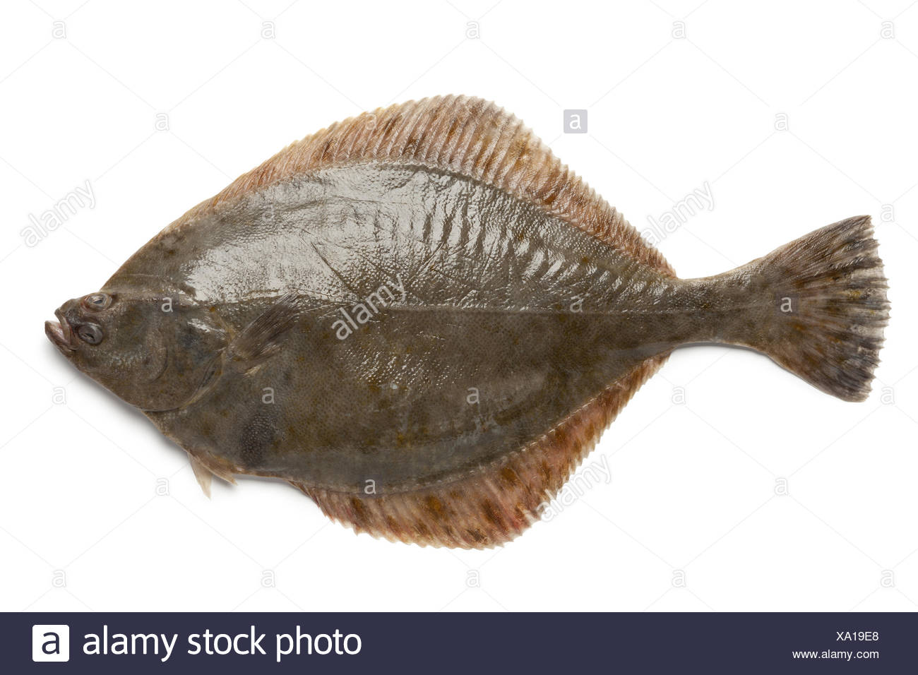 [40+] Flounder Backgrounds | WallpaperSafari