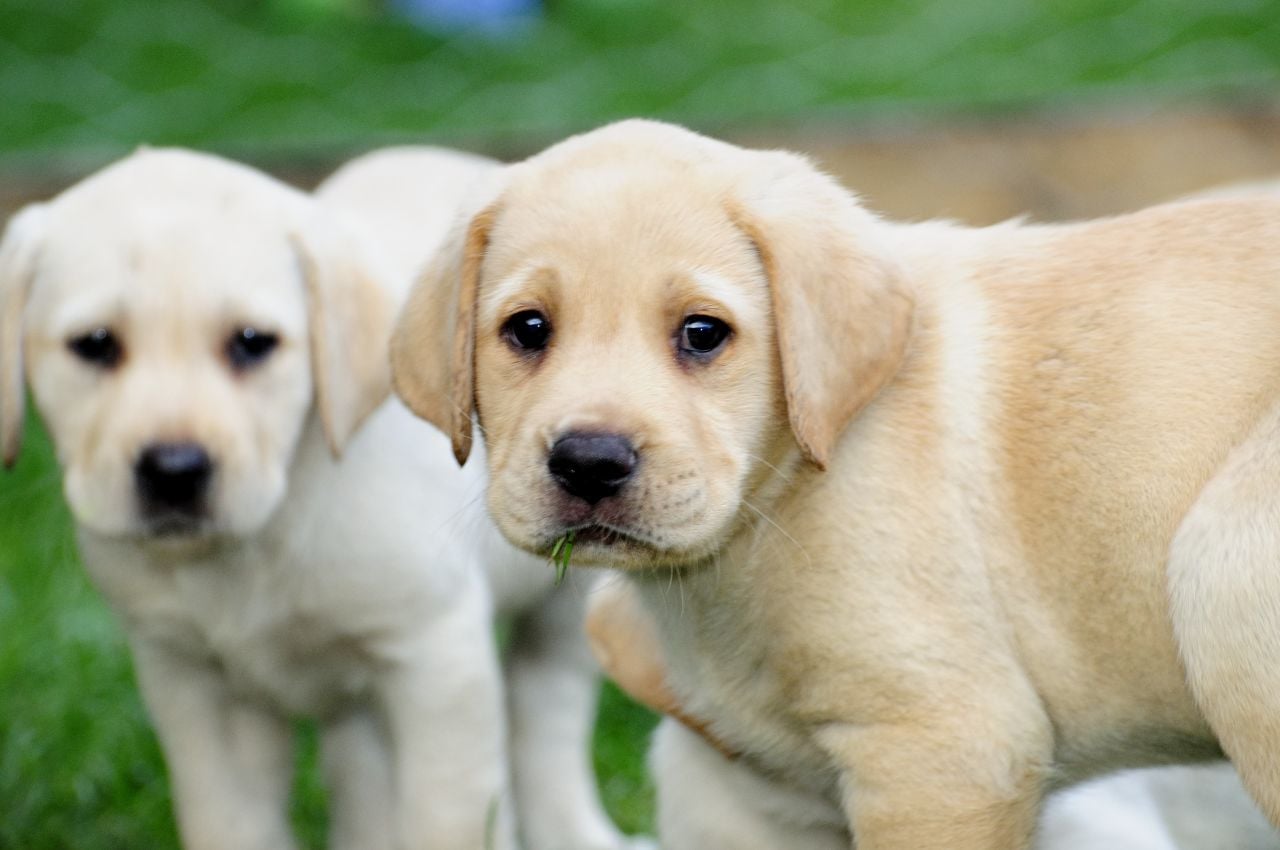 Free download years ago For Sale Dogs Labrador Retriever Birmingham ...