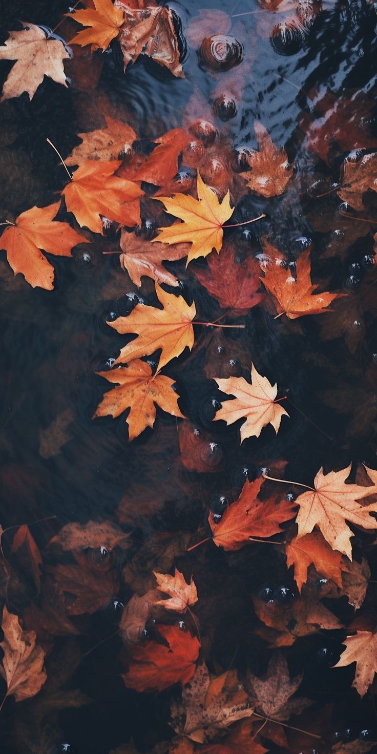 🔥 Free Download Gorgeous Fall Phone Wallpaper Artofit by @kennethj4 ...