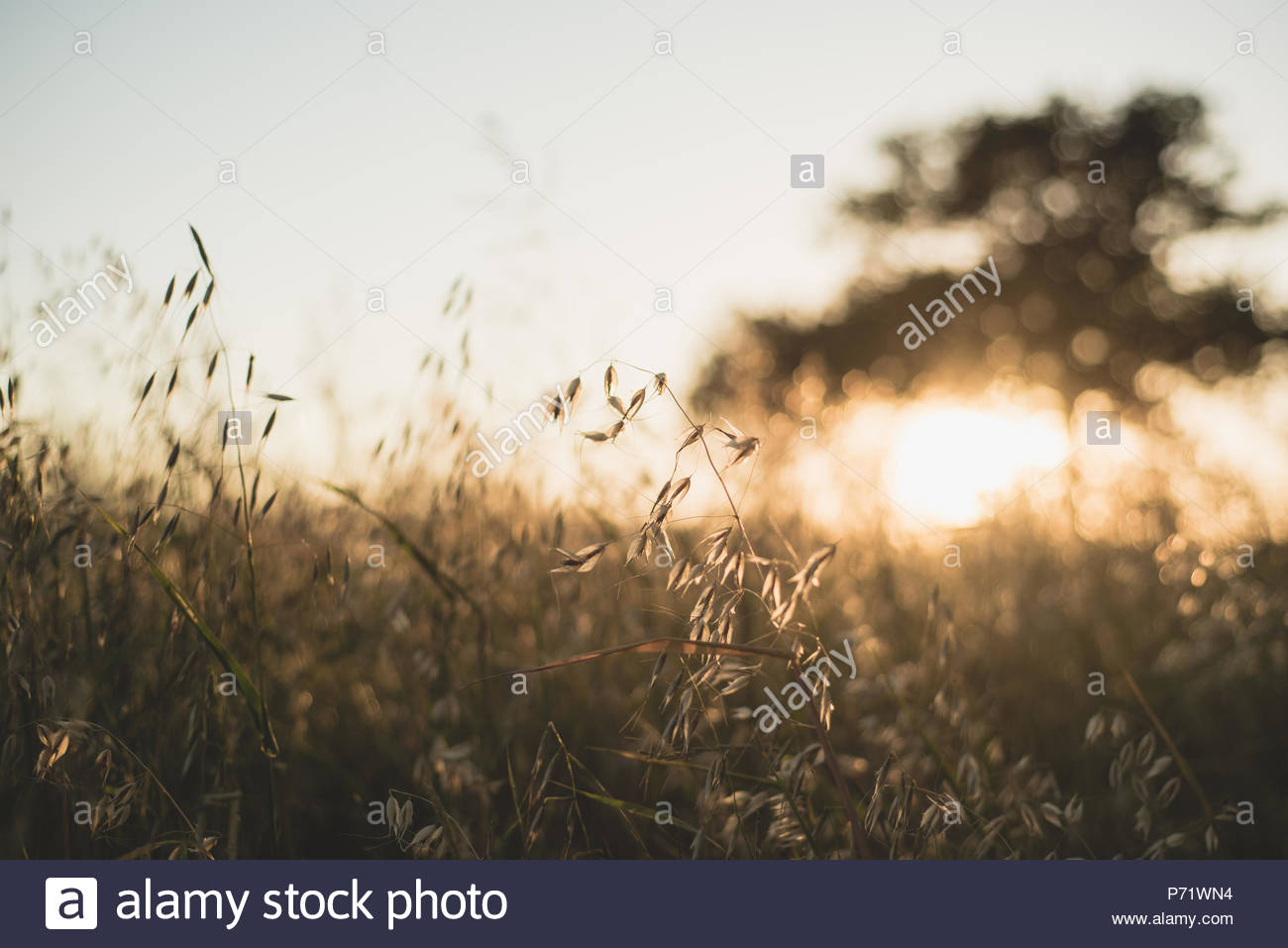 [42+] Sunlit Backgrounds | WallpaperSafari