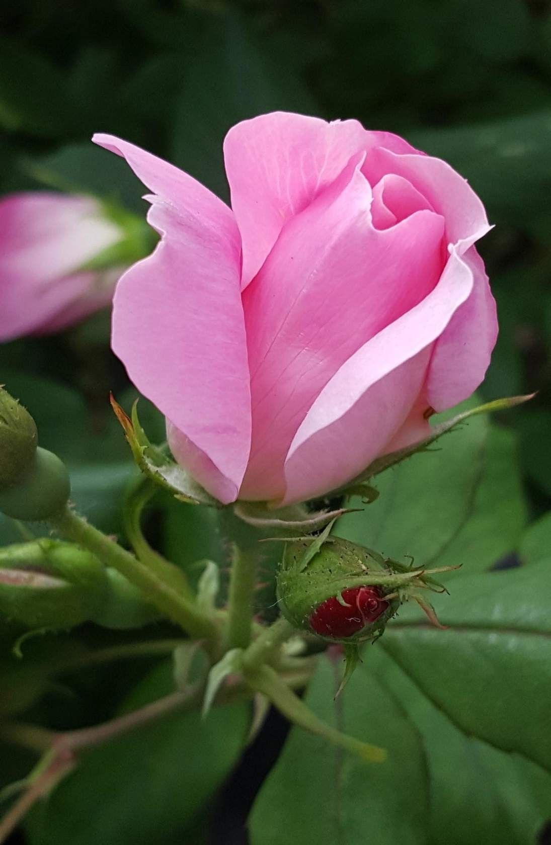 🔥 Free Download Rosas By Maria Sara Zolla Beautiful Rose Flowers by ...