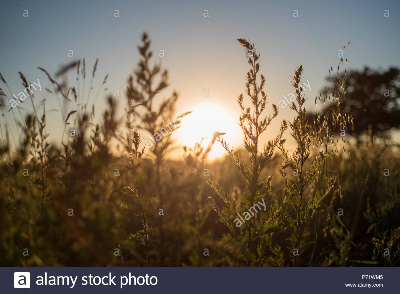 [42+] Sunlit Backgrounds | WallpaperSafari