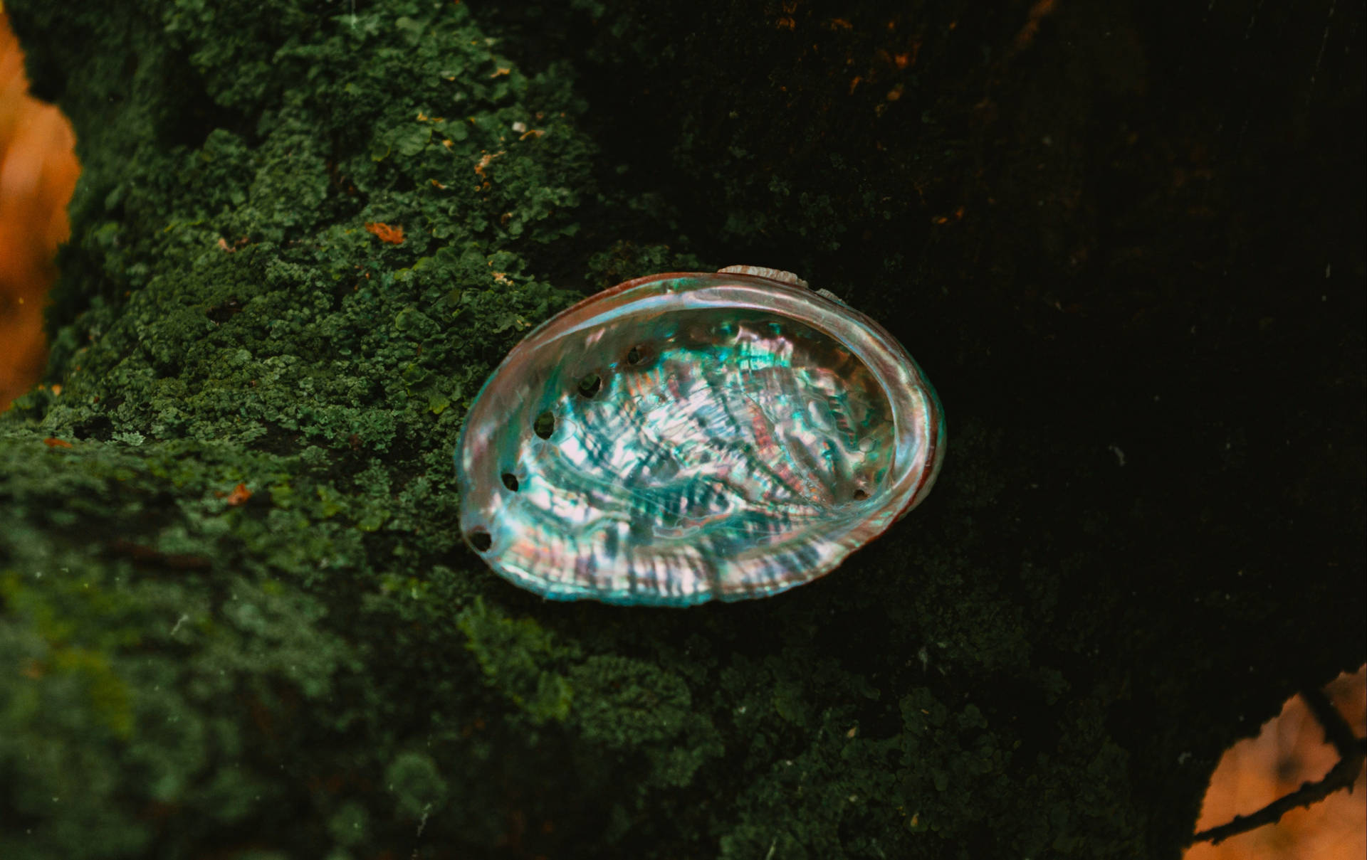 🔥 Free Download Abalone Shell On Mossy Stone Wallpaper by @johnpetersen ...