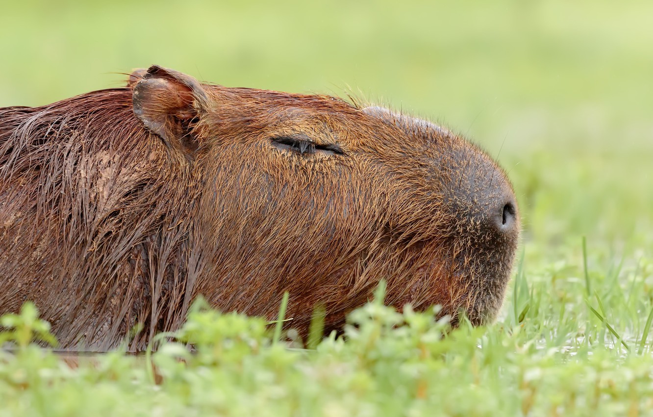 🔥 [40+] Capybara Wallpapers | WallpaperSafari