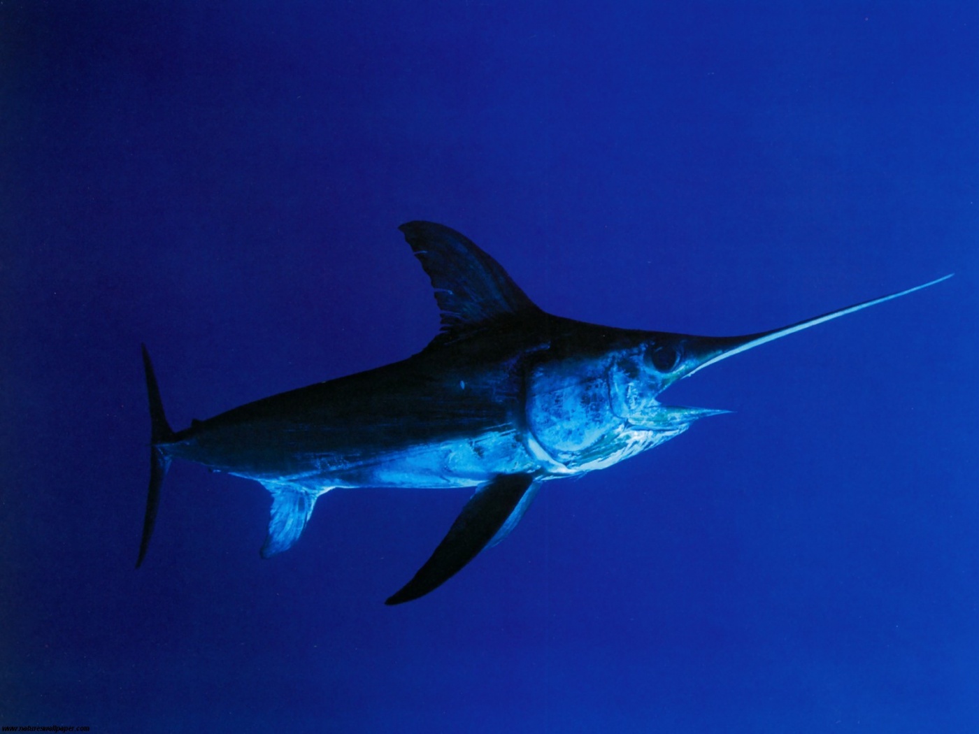 Free Download How To Catch Florida Swordfish Griffins Guide To Hunting 