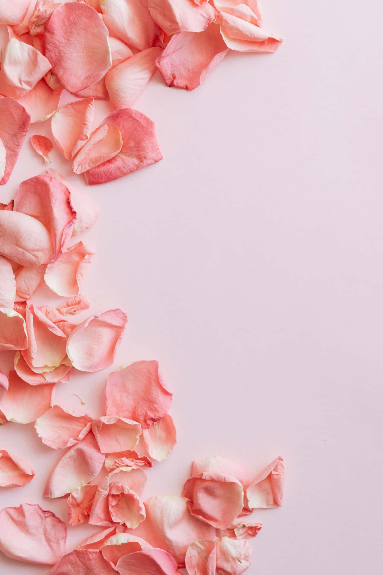 🔥 Free Download Pale Pink Background Petals Scattered Wallpaper by ...