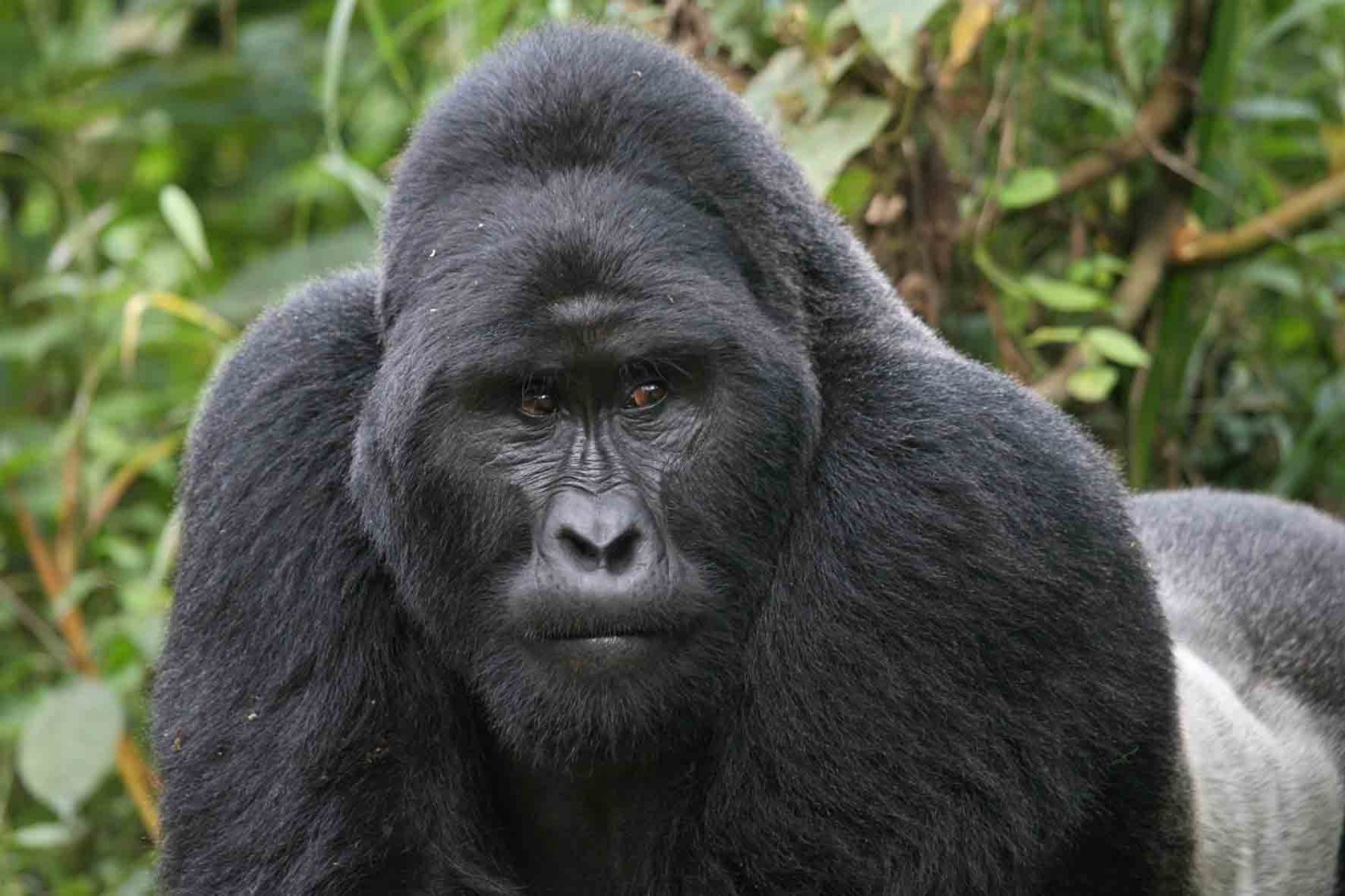 🔥 Free Download Gorilla Silverback Wallpaper Mountain Gorillas Rwanda ...