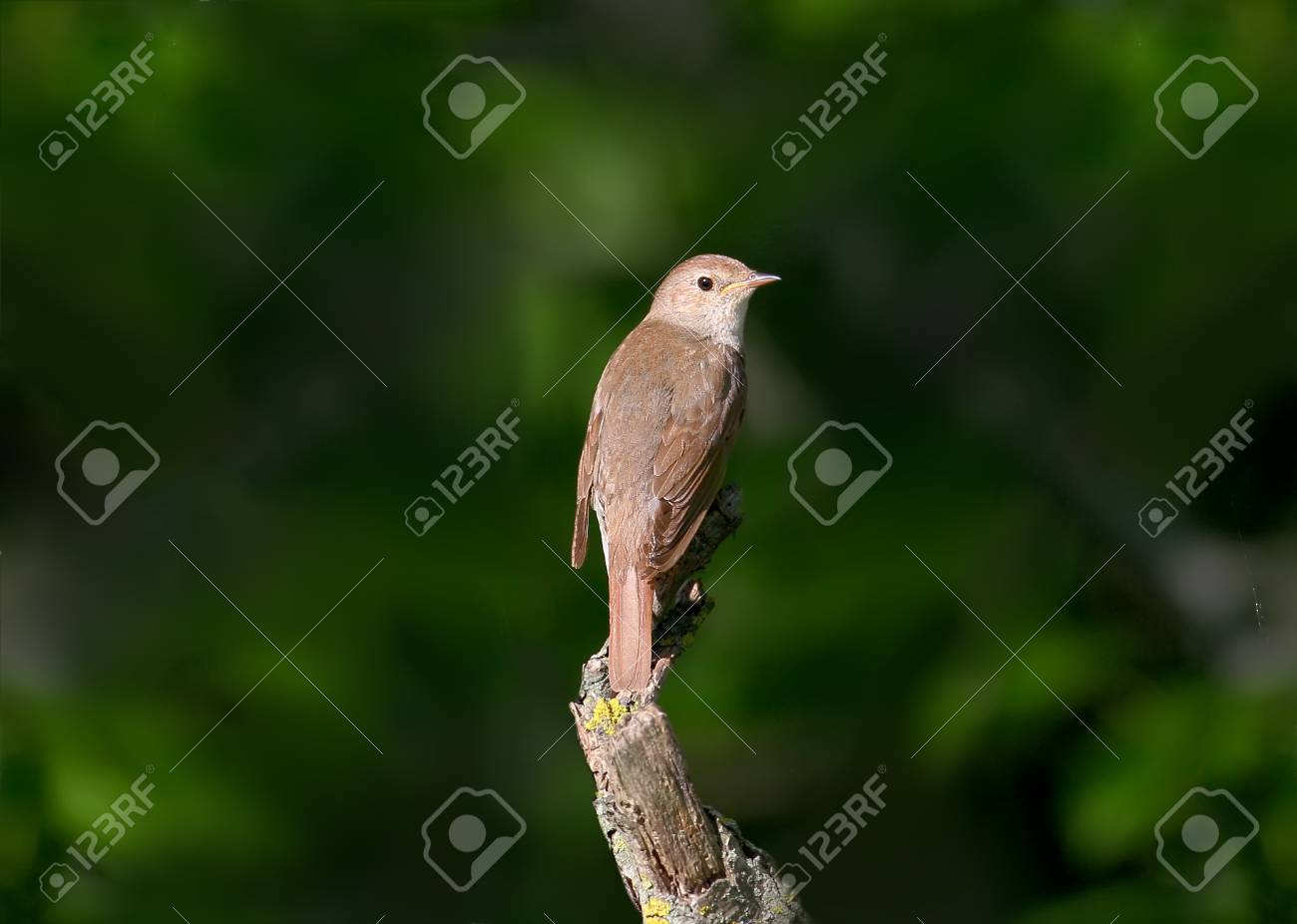 [34+] Nightingale Backgrounds | WallpaperSafari