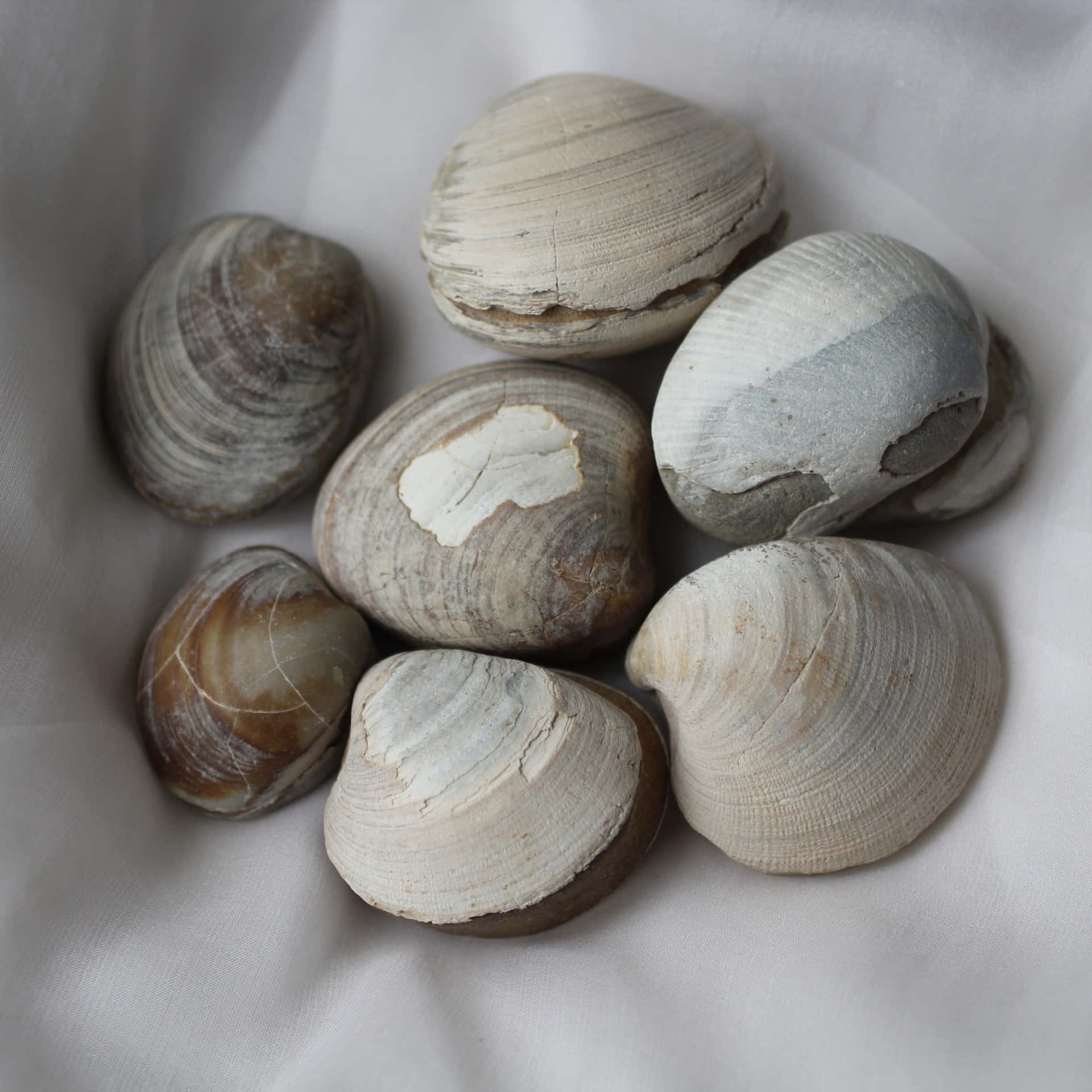 🔥 Free Download Explore The Beauty Of Clam Shells Wallpaper by ...