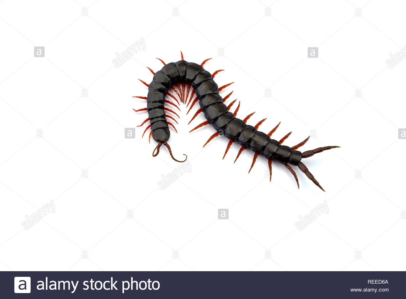 Free download centipede on white background Stock Photo 229662234 Alamy ...