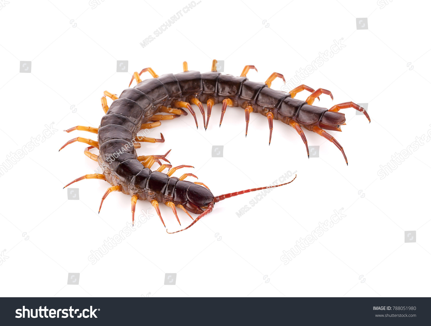 [35+] Centipede Background | WallpaperSafari