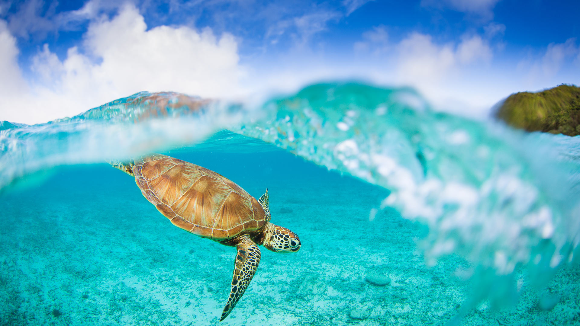 🔥 Free Download Cute Sea Turtle Wallpaper by @amorrow14 | WallpaperSafari