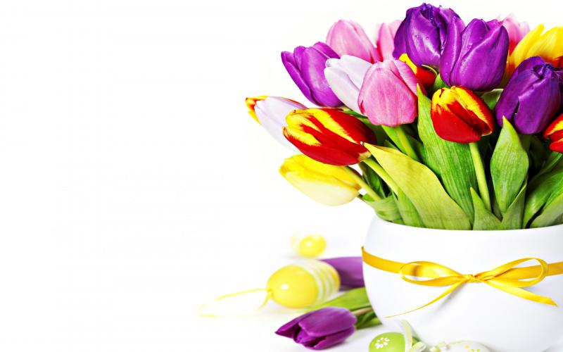 🔥 [50+] Microsoft Tulip Wallpapers | WallpaperSafari