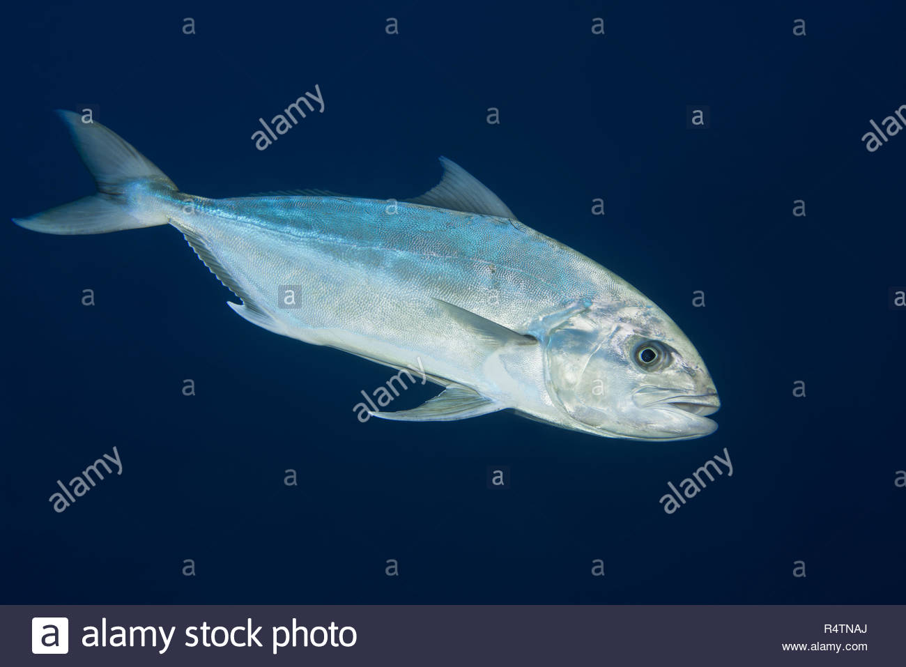 🔥 [32+] Amberjack Background | WallpaperSafari