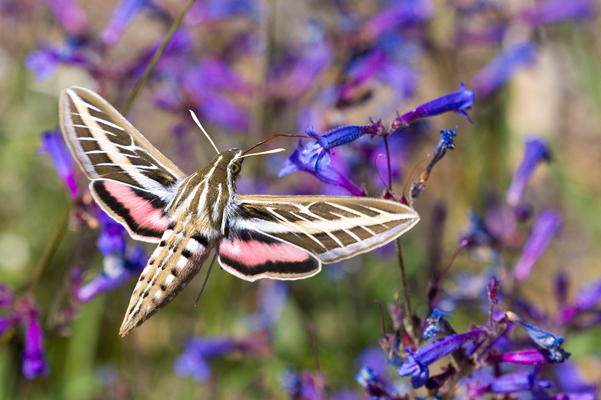 🔥 Free Download Green Sphinx Moth Wallpaper by @andrewjohnson ...