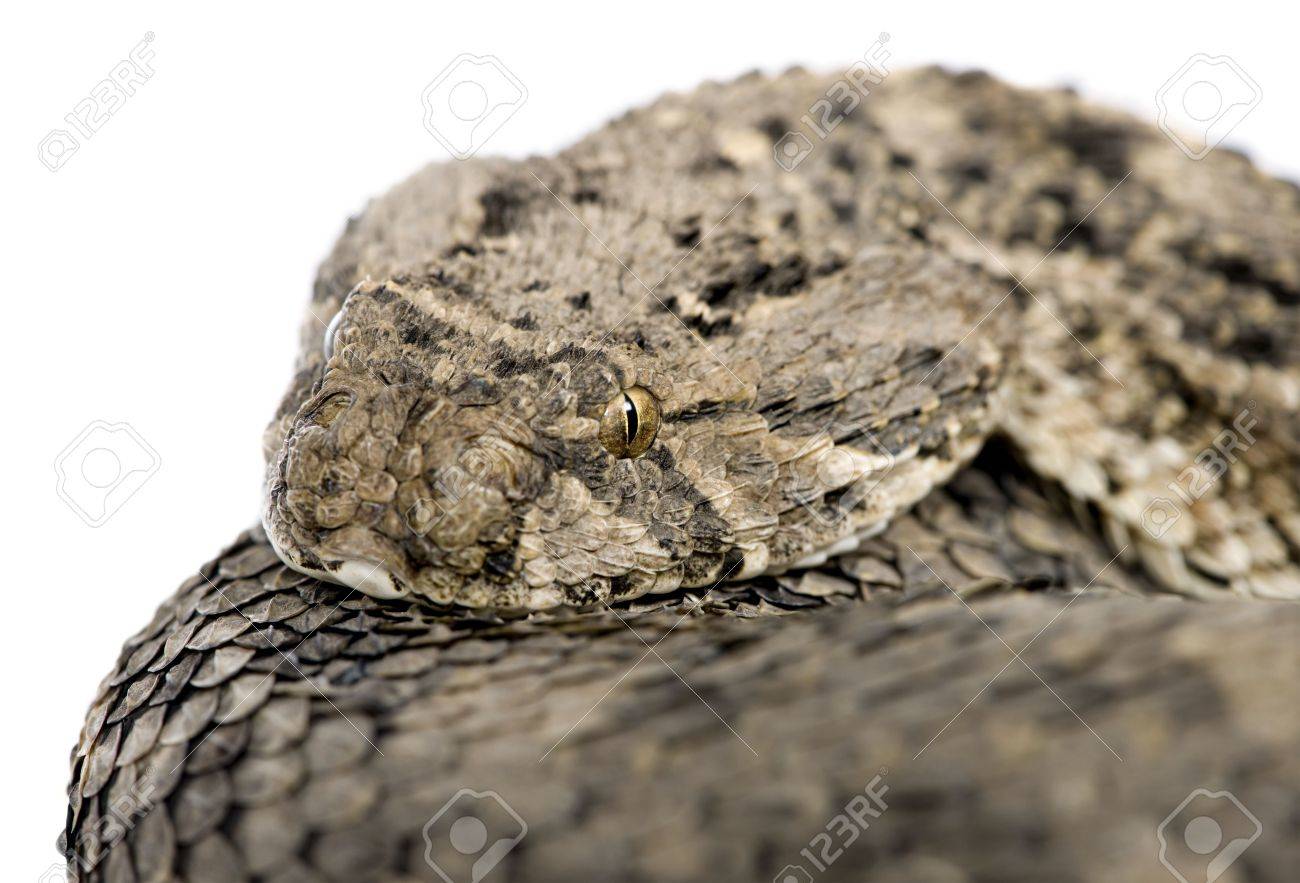 [44+] Adder Backgrounds | WallpaperSafari