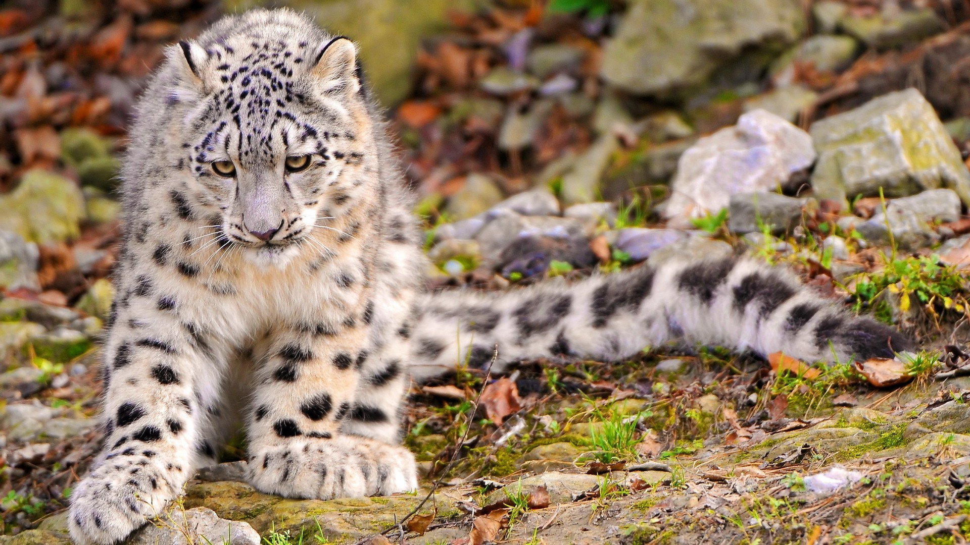 🔥 Free Download Nature Landscape Animals Snow Leopards Wallpaper Hd by @markk80 | WallpaperSafari