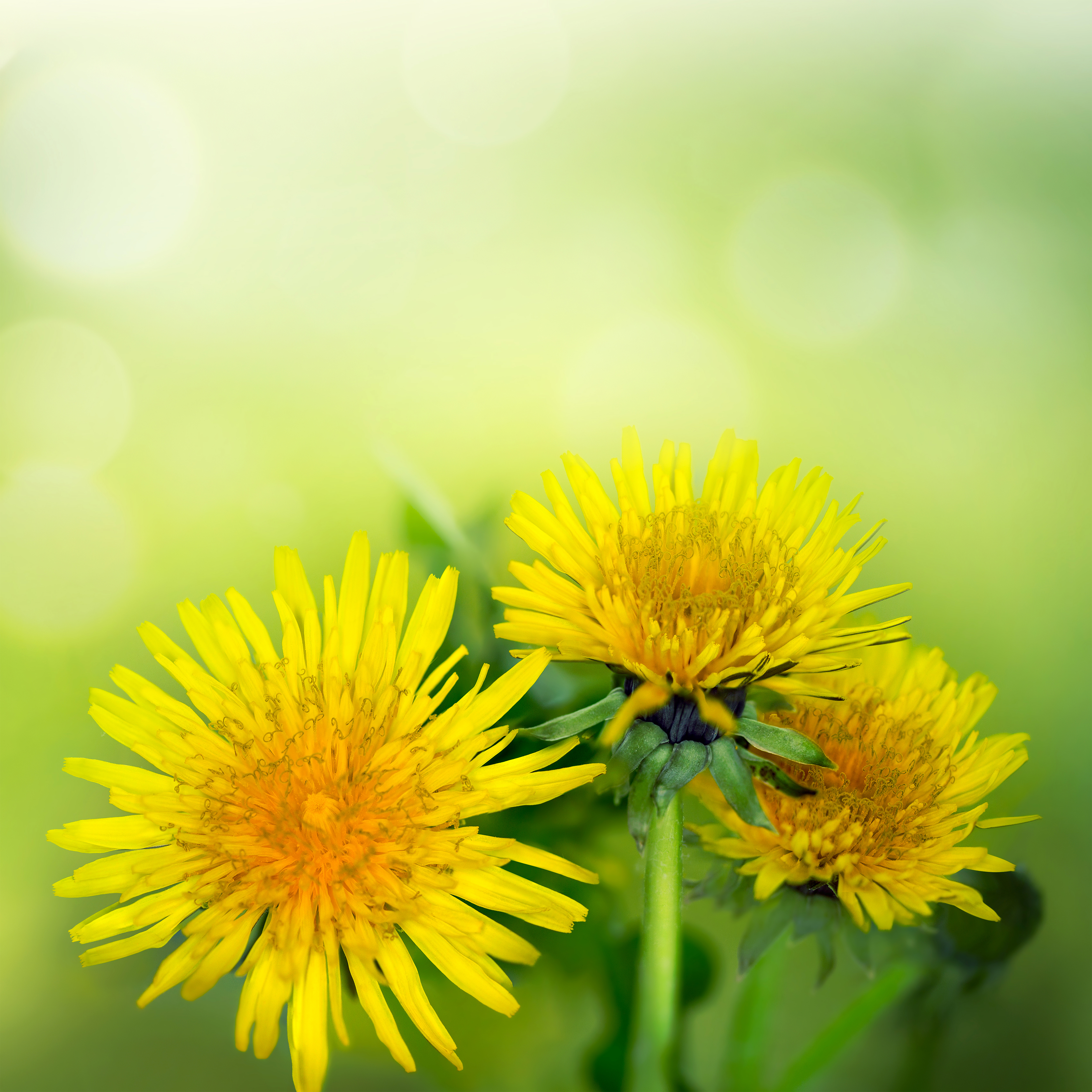 🔥 Free Download Summer Meadow With Dandelions Background Gallery ...