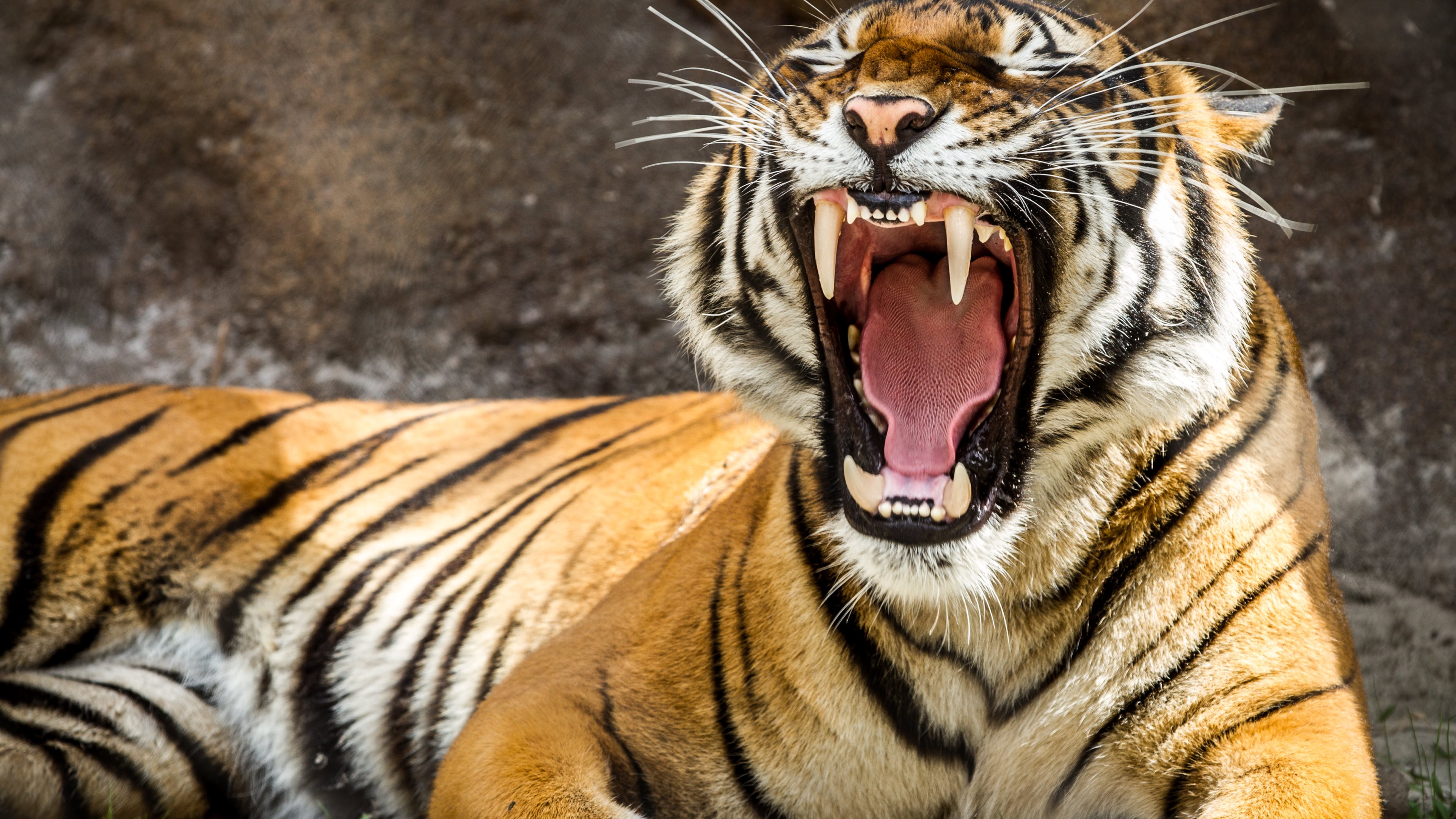 🔥 Free Download Tiger 4k Ultra Hd Wallpaper And Hintergrund by @joyshaw ...