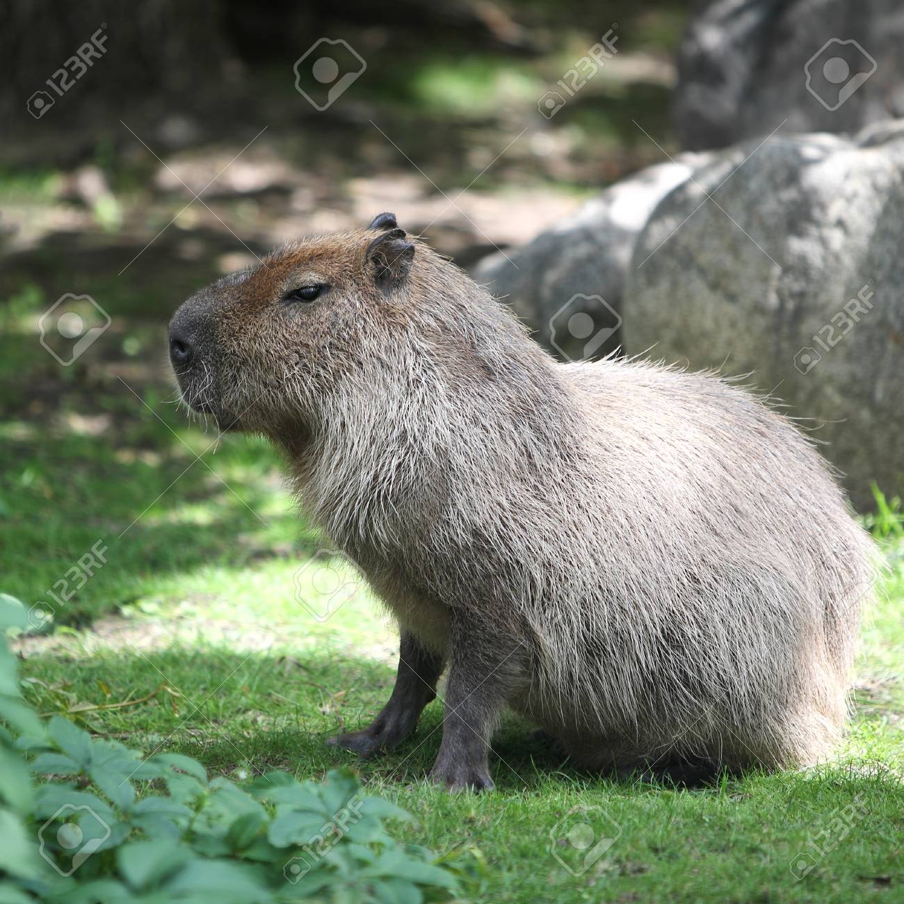 Capybara Wallpapers Images Photos Pictures Backgrounds