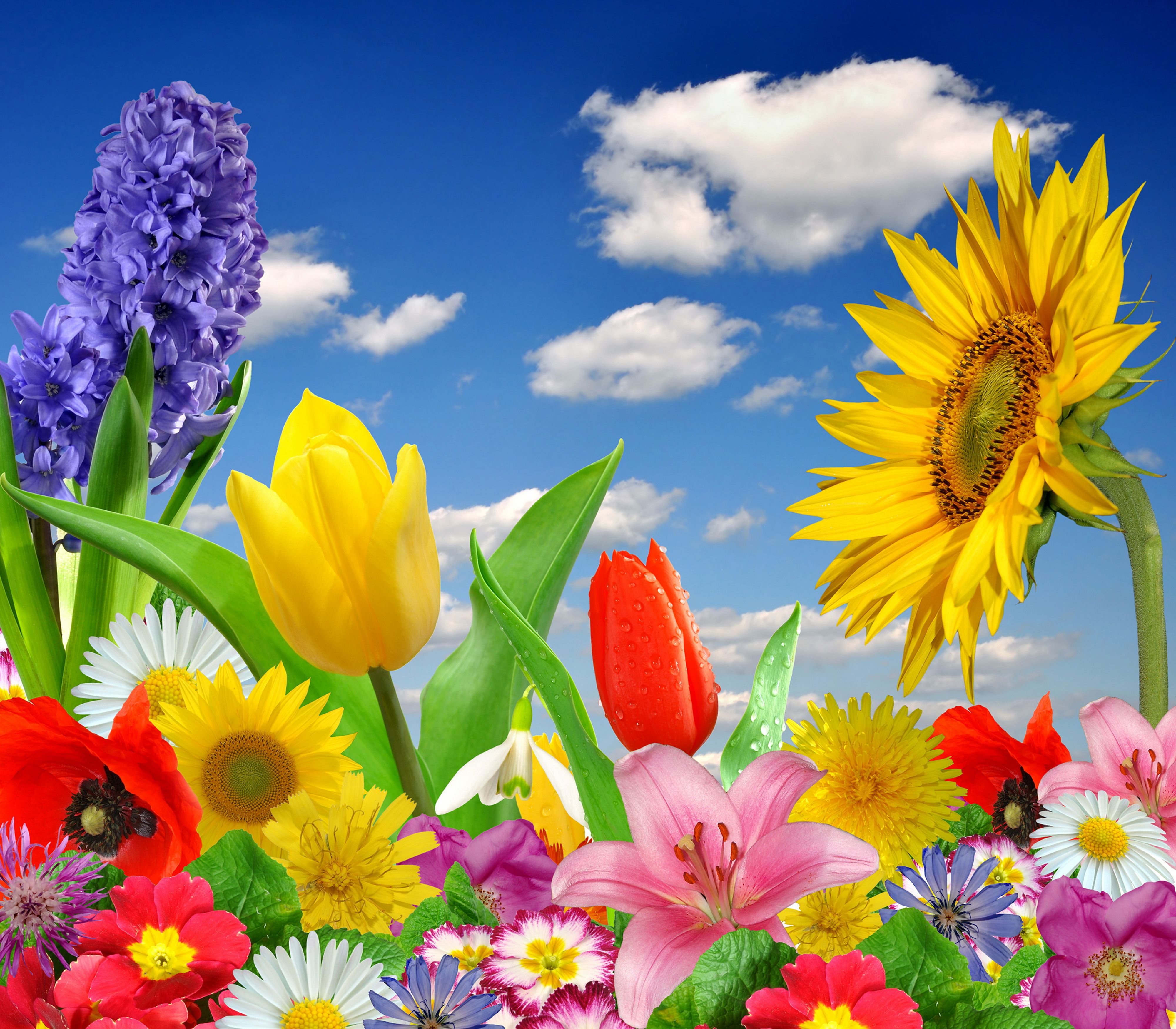 Medley Of Colorful Flowers