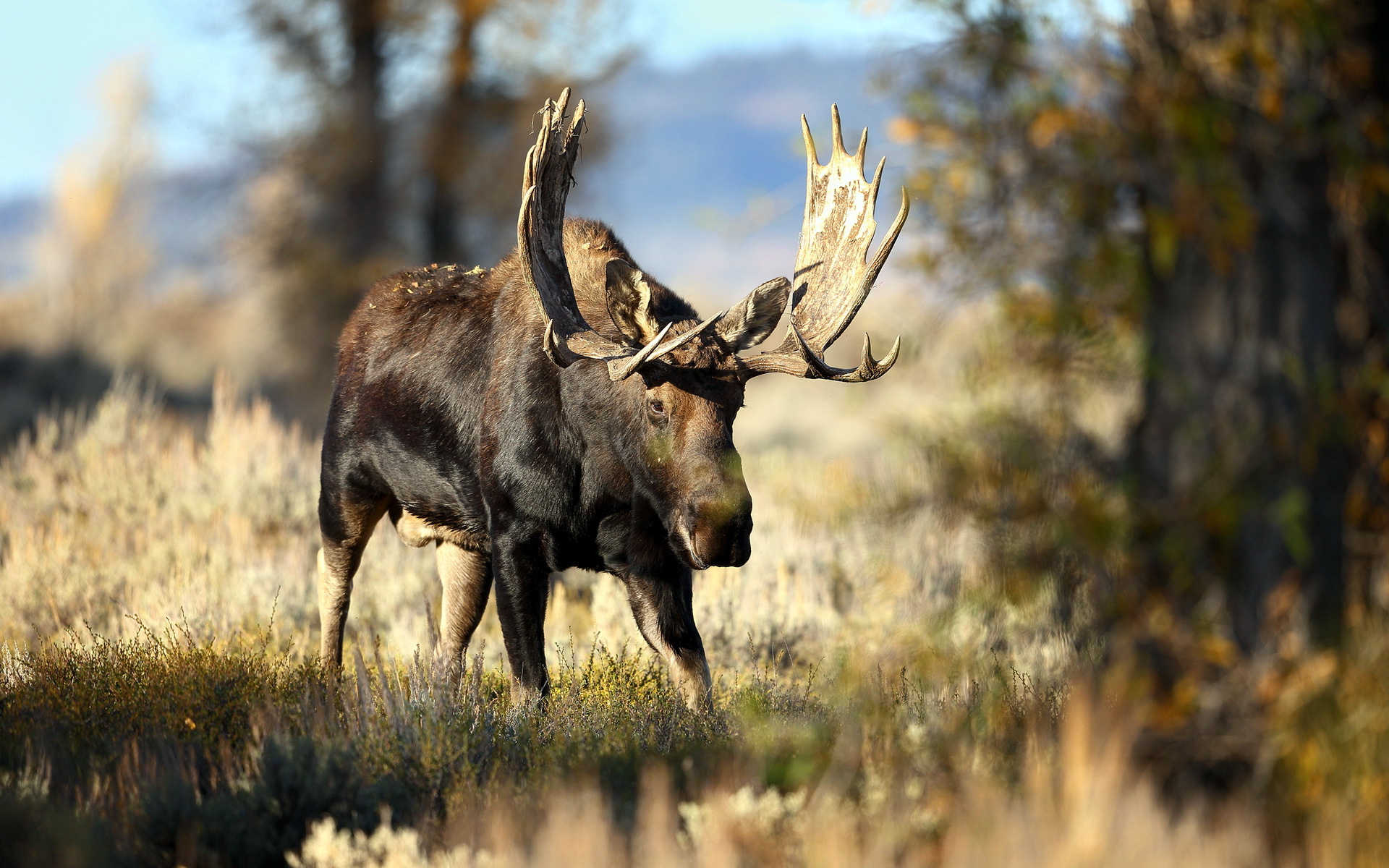 🔥 Free Download Moose Full Hd Wallpaper And Image by @jermainej39 ...