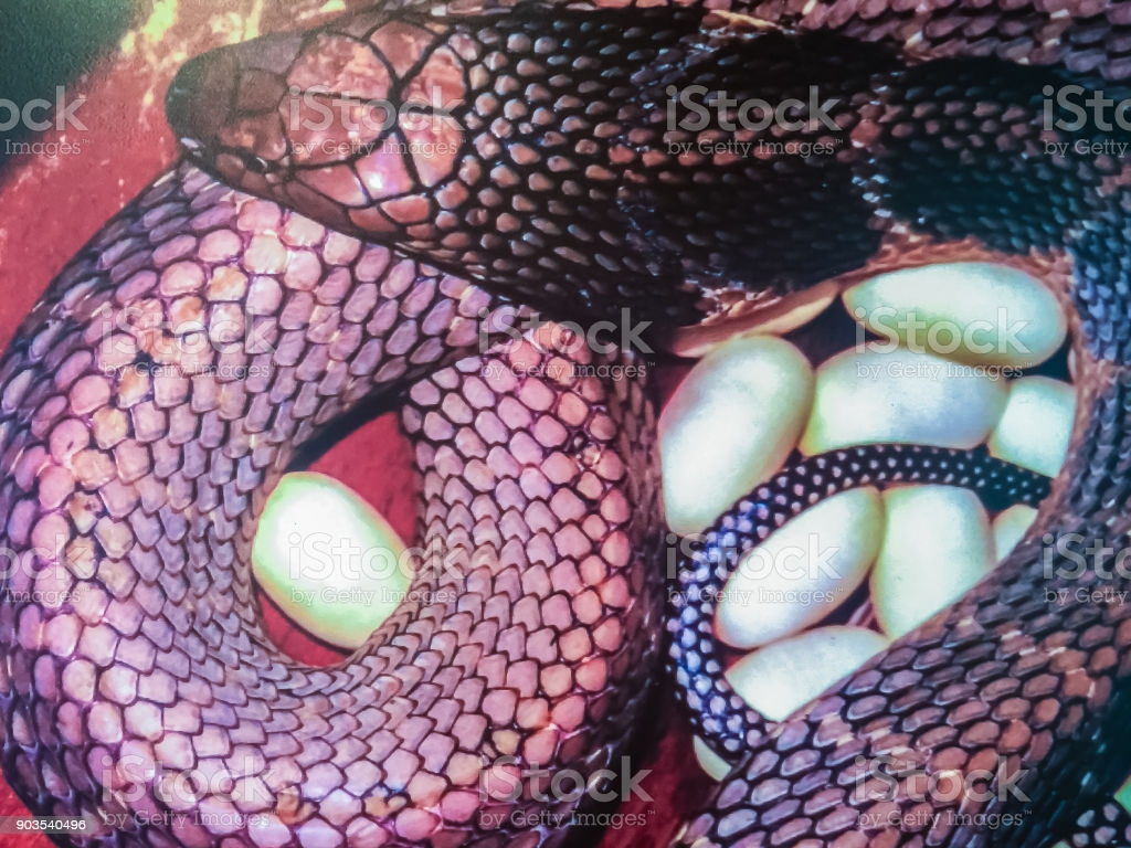 🔥 [18+] Hamadryad Wallpaper | WallpaperSafari