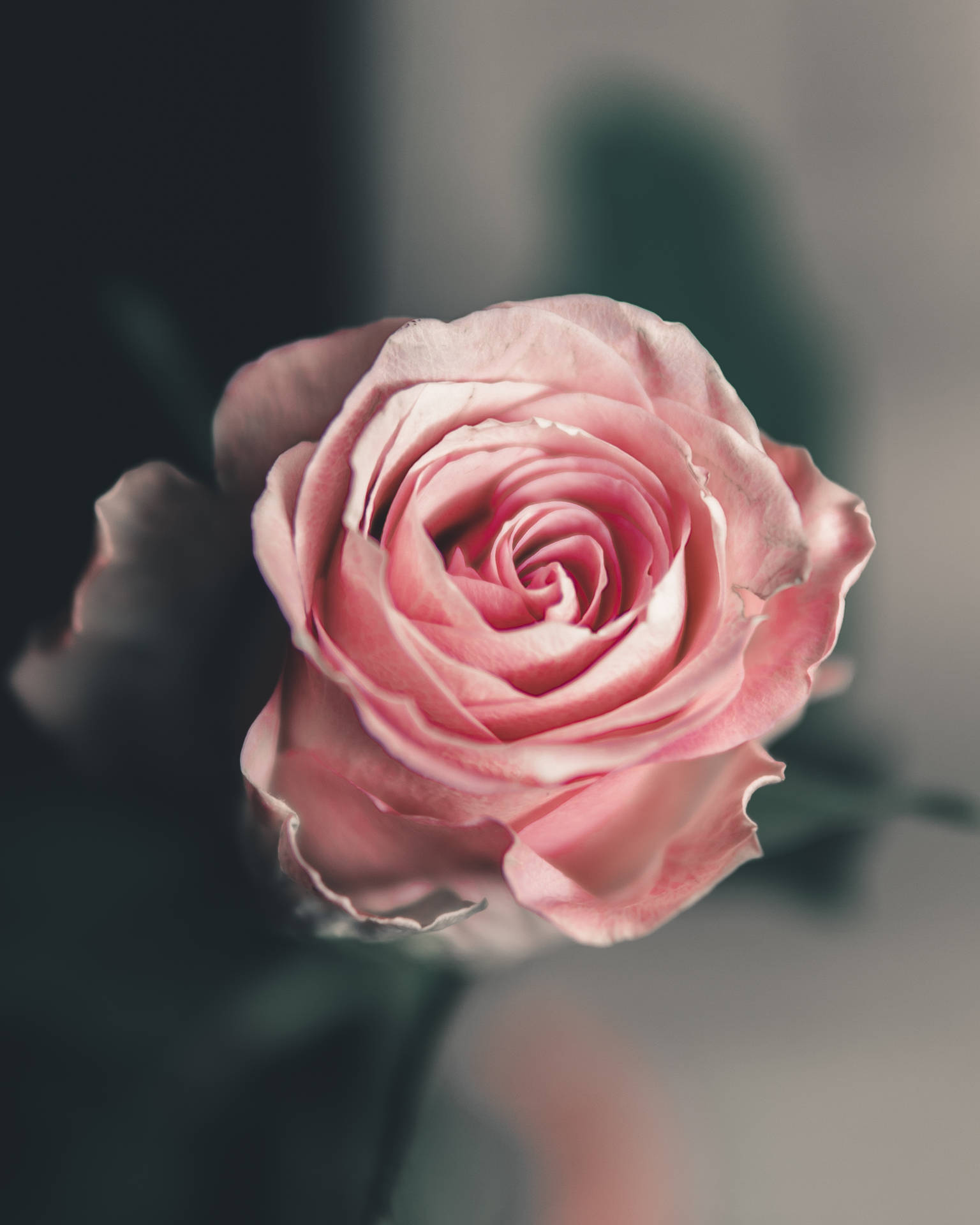 🔥 [40+] Rose Aesthetic Wallpapers | WallpaperSafari