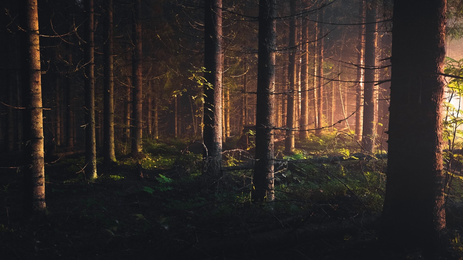 🔥 [20+] Forest 4k Wallpapers | WallpaperSafari