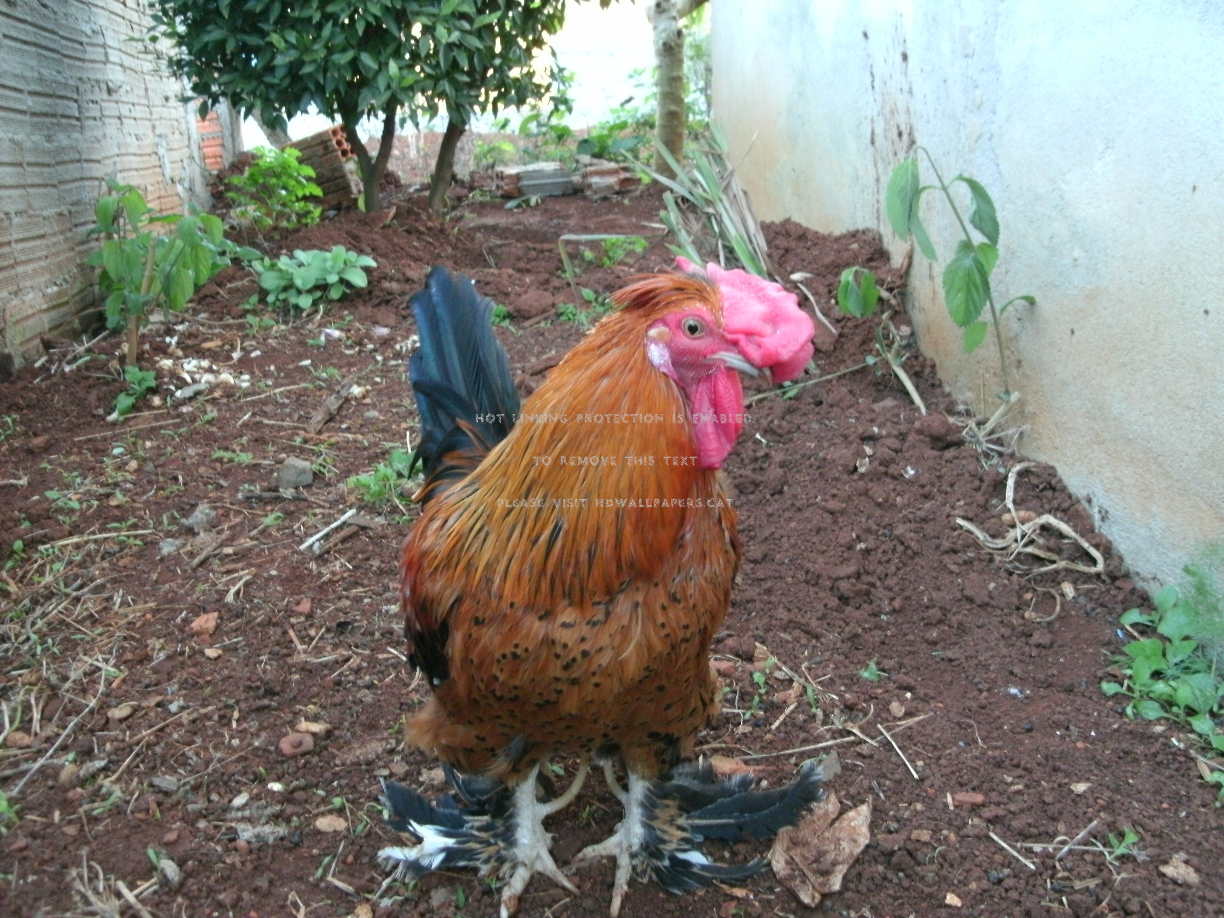 🔥 Free Download Galo Galize Galinha Chicken Animals by @whitneymarks ...