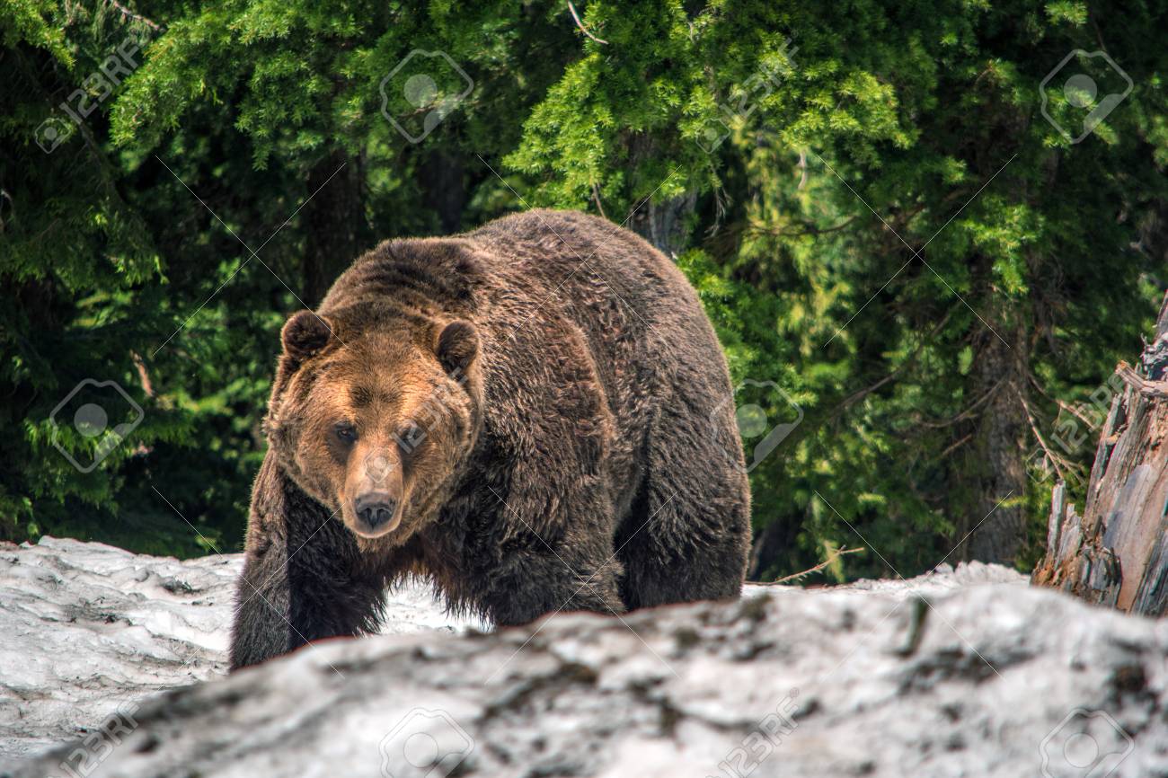 Free download Free download Grizzly Background Wallpaper Wallpaper ...