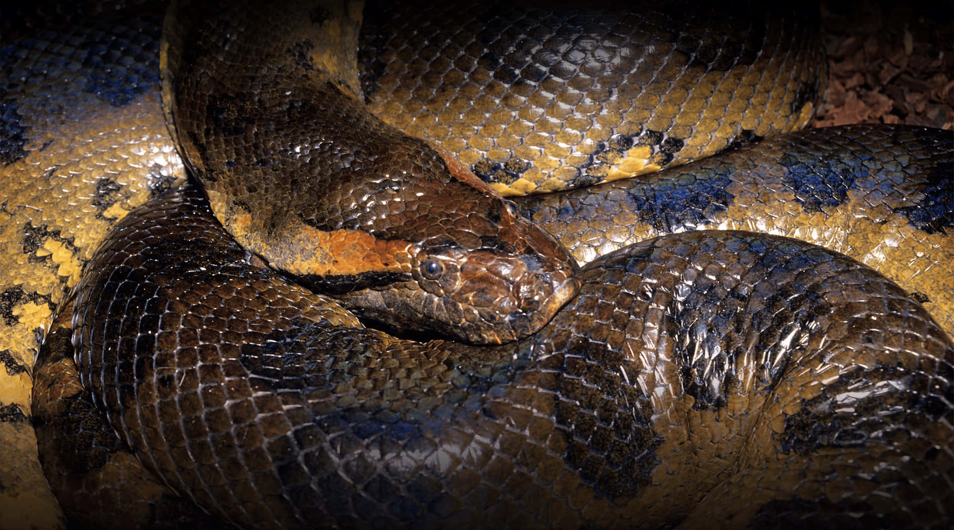 🔥 Free Download Anaconda Snake High Resolution Best Size Hd Wallpaper ...