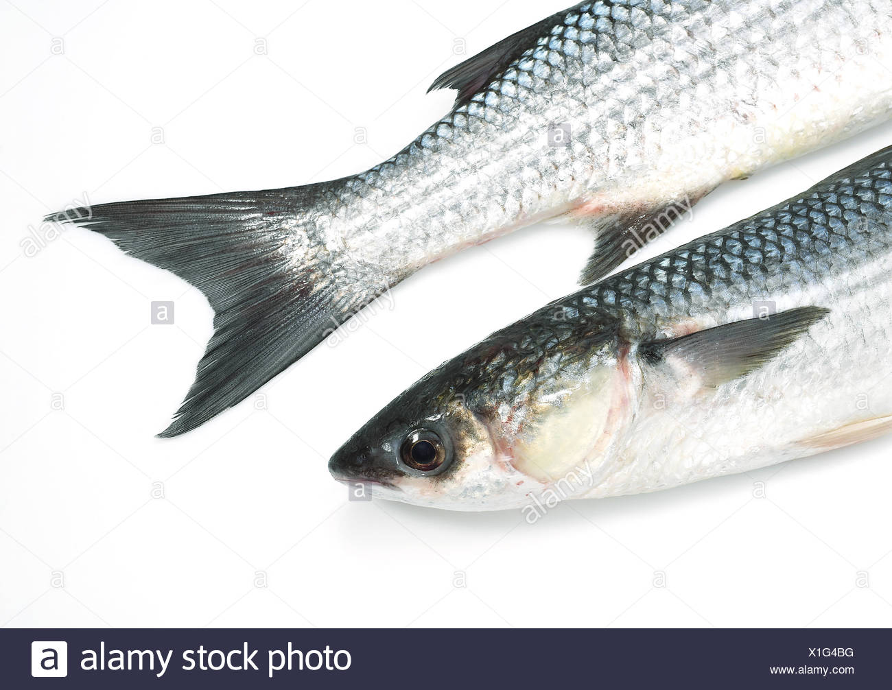 🔥 [40+] Mullet Background | WallpaperSafari