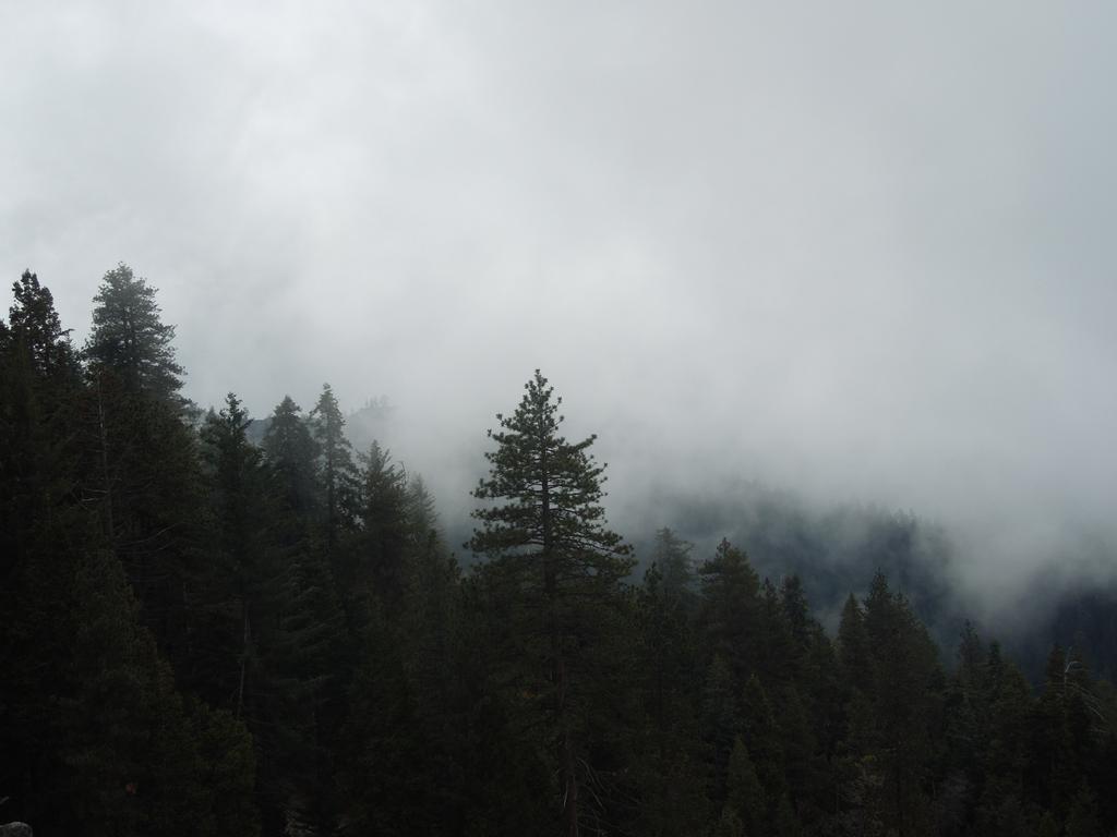 🔥 Free Download Best Treeline Background Twisted by @cindygray ...