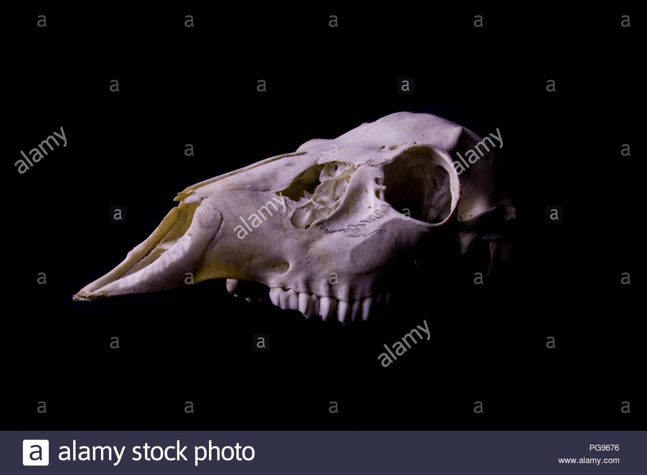 [39+] Forensic Backgrounds | WallpaperSafari