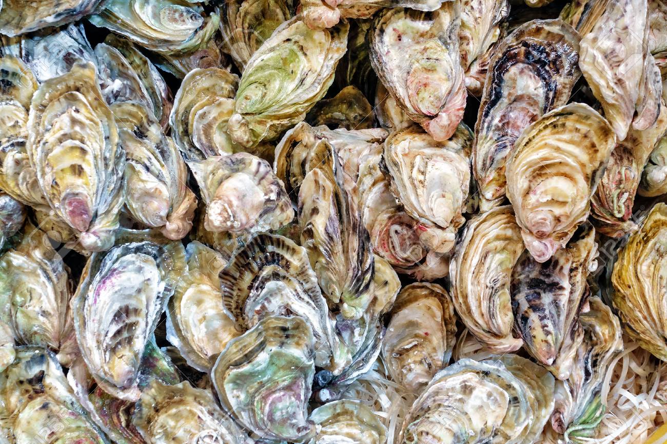 [37+] Oyster Background - WallpaperSafari