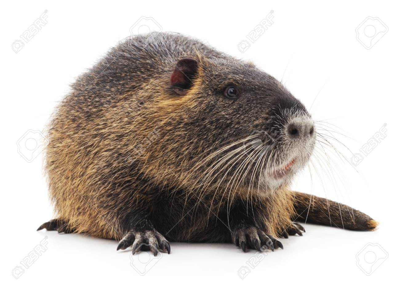 [38+] Nutria Backgrounds | WallpaperSafari
