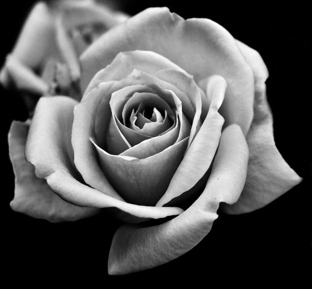 Black And White Rose Wallpaper WallpaperSafari Black And White Rose Wallpaper WallpaperSafari