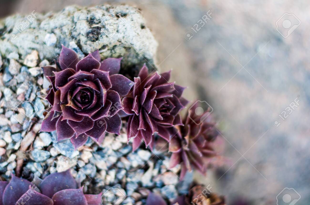 [34+] Succulents Background | WallpaperSafari