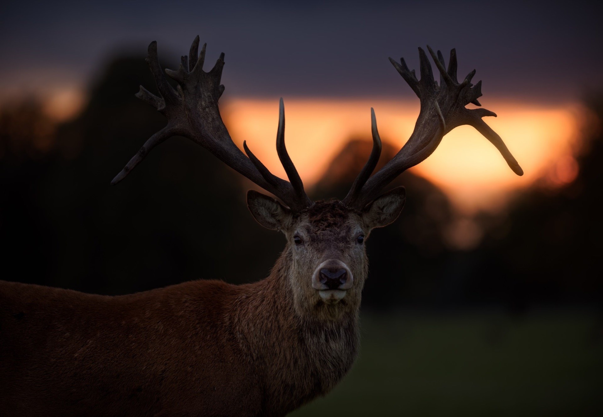 🔥 [50+] Deer Wallpapers | WallpaperSafari